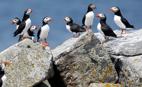 Freaky nature: Beluga whale, Atlantic puffin put on a show - News in ...