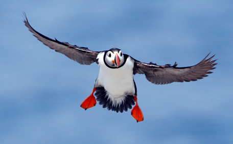 Freaky nature: Beluga whale, Atlantic puffin put on a show - News in ...