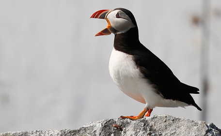Freaky nature: Beluga whale, Atlantic puffin put on a show - News in ...